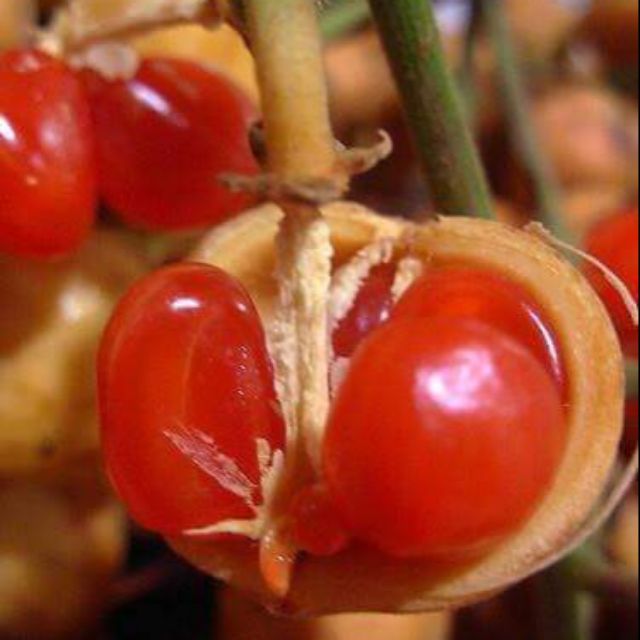 Pokok jentik.Buah buahan tempatan. | Shopee Malaysia