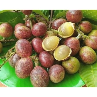 Matoa / Buah Tiga Rasa /Buah Kristal / Buah Kasai / Anak Pokok Buah ...