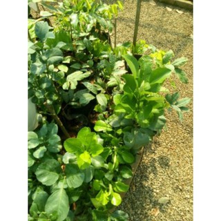 Pokok Limau Bali Vietnam (Isi Merah) | Shopee Malaysia