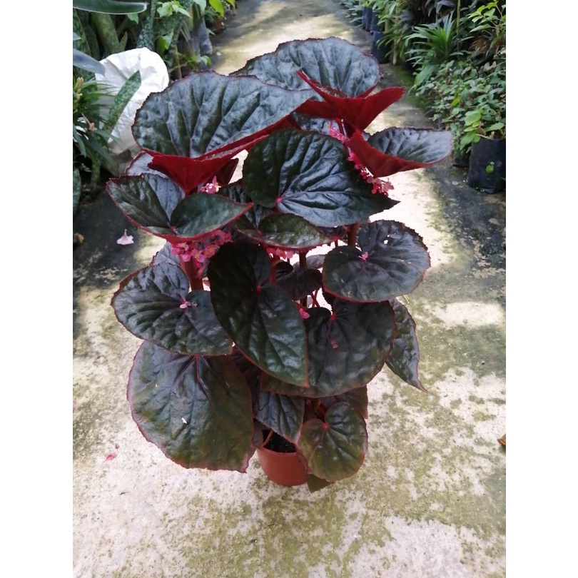 【RM4.5ONLY 10%cashback】Begonia Rare Cutting Keratan 秋海棠 Easy grow Pokok ...