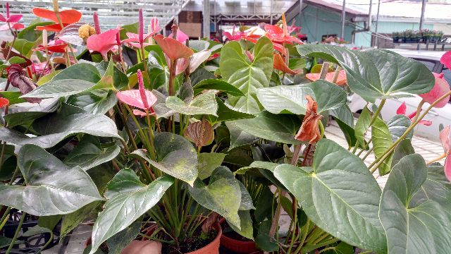 Pokok Bunga Anthurium Merah Besar Dah Berbunga Sangat Cantik Pokok ...