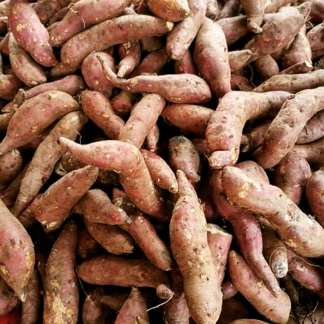 🔥HOT ITEM🔥UBI MADU CAMERON | Shopee Malaysia