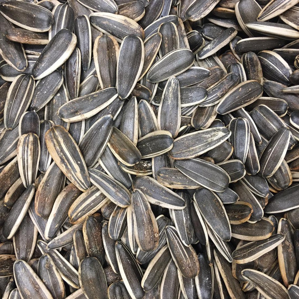 Big Tasty Kuaci Bunga 500G | Shopee Malaysia