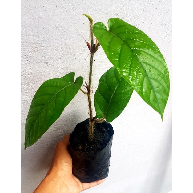 Pokok Ficus Sagittata Vahl (Root Climbing Fig Tree) | Shopee Malaysia