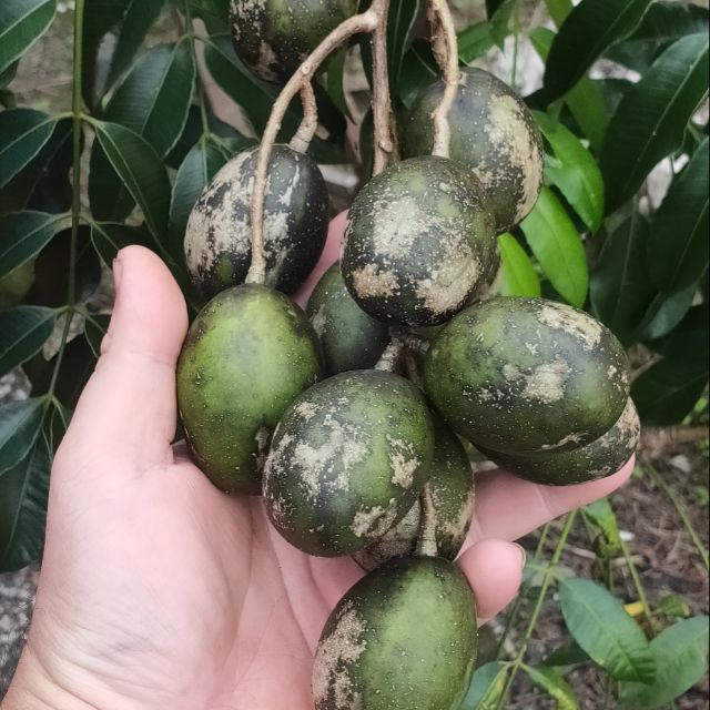 BUAH KEDONGDONG SEGAR/ BALONGLONG | Shopee Malaysia