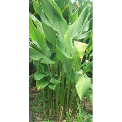 Daun temu lawak (6Helai) / pokok temu lawak/ BBQ warp/ Daun bakar ikan ...