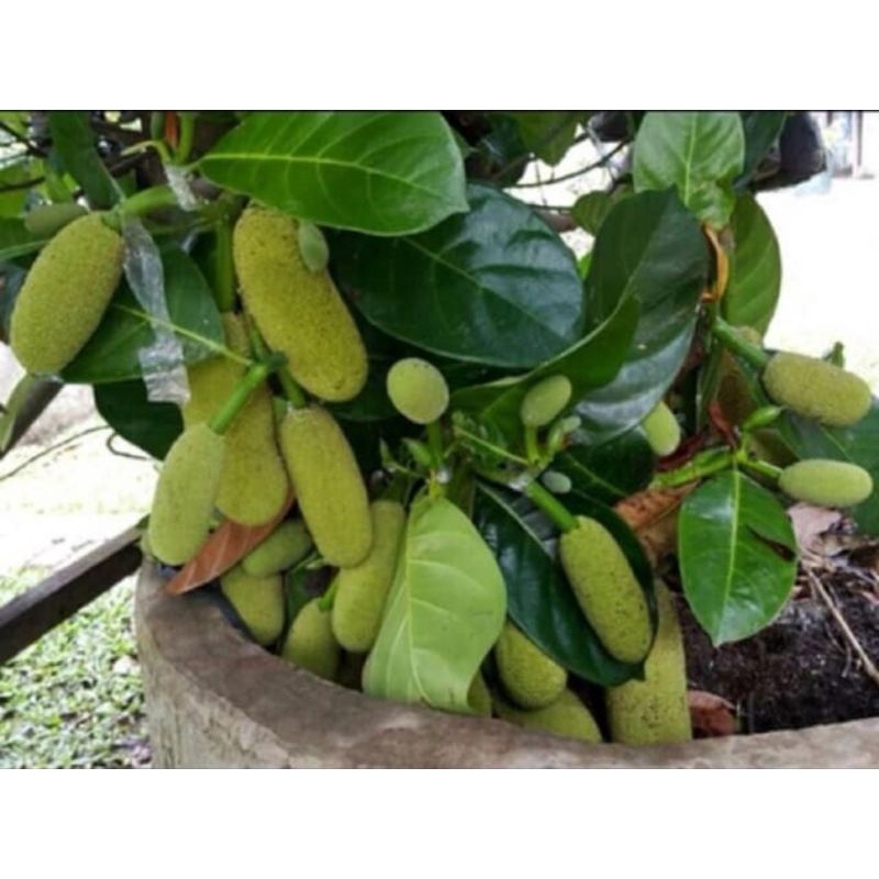 Cempedak King Hybrid Cepat Berbuah. | Shopee Malaysia