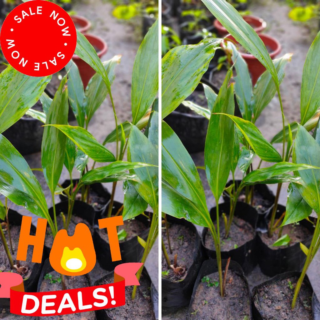 (HOT ITEM) POKOK SERAI ACHEH (Elettariopsis smithiae) | Shopee Malaysia