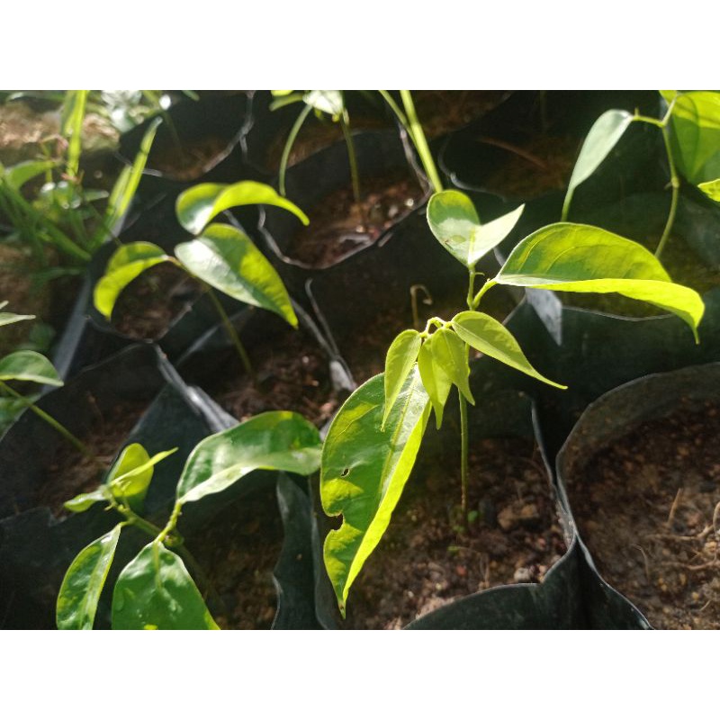 Anak pokok Kerdas /Genuak | Shopee Malaysia