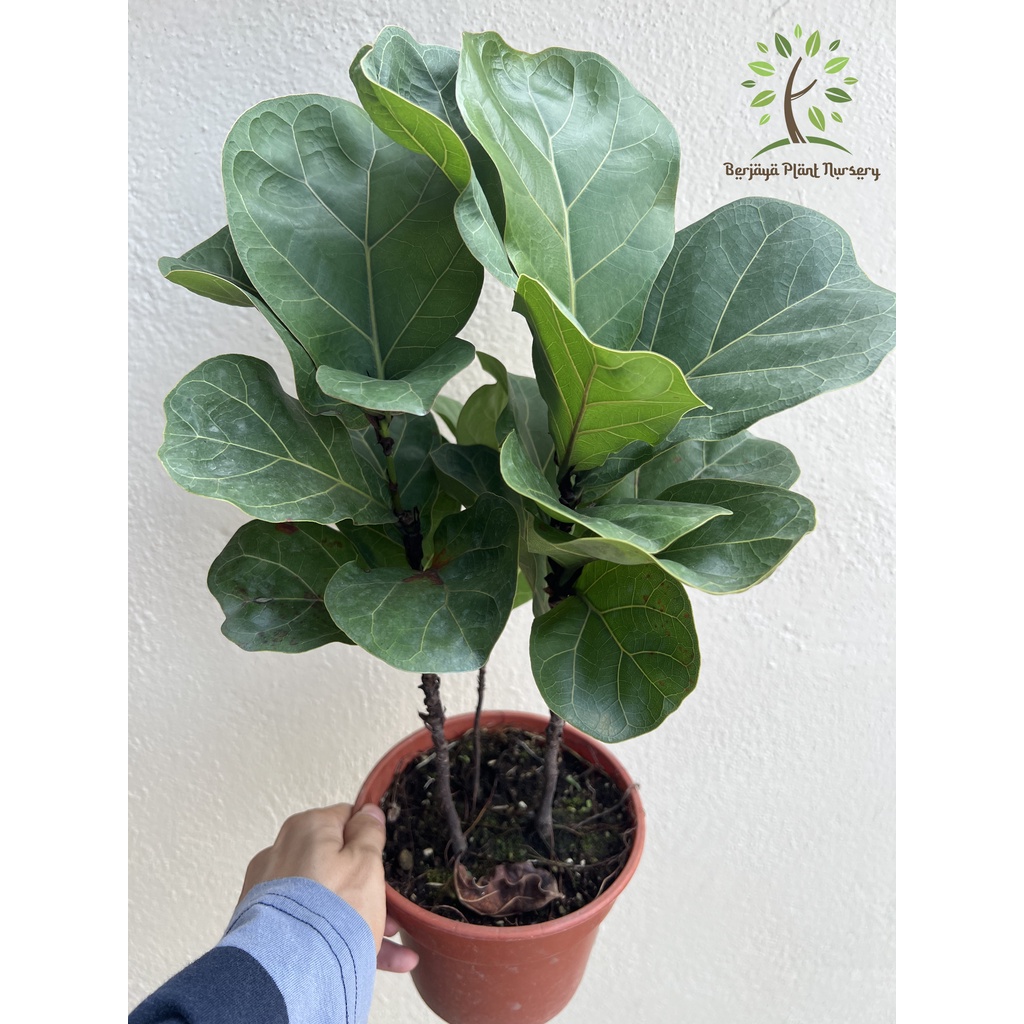 Berjaya Plant Nursery - Ficus Lyrata Bambino/Fiddle Fig(Pokok Ketapang ...