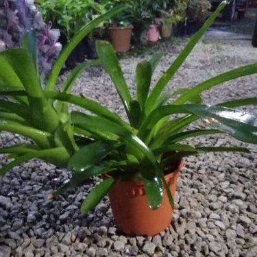 Pokok Bunga Bromelia/Bromeliad | Shopee Malaysia