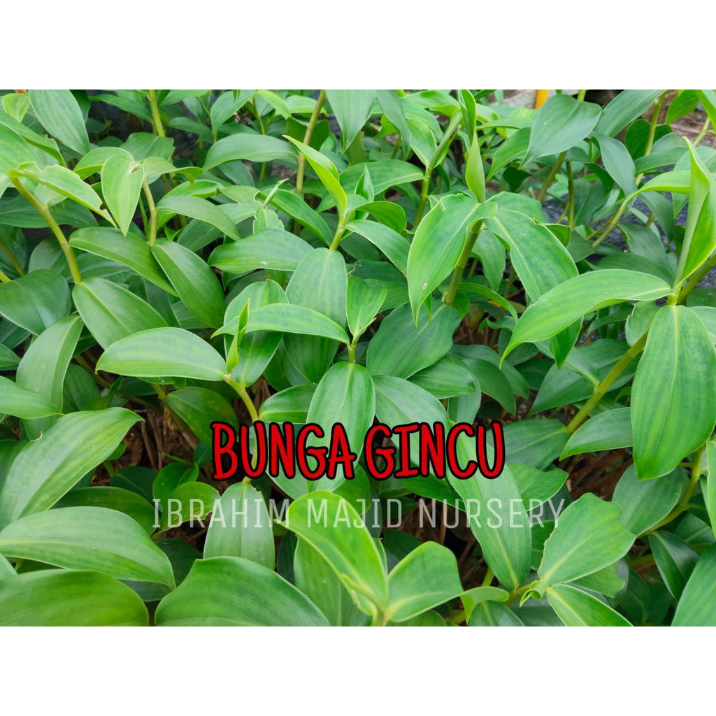 BUNGA GINCU RED BUTTON GINGER LIPSTICK COSTUS WOODSONII ANAK POKOK ...