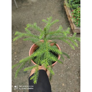 pokok rhu pokok pantai | Shopee Malaysia