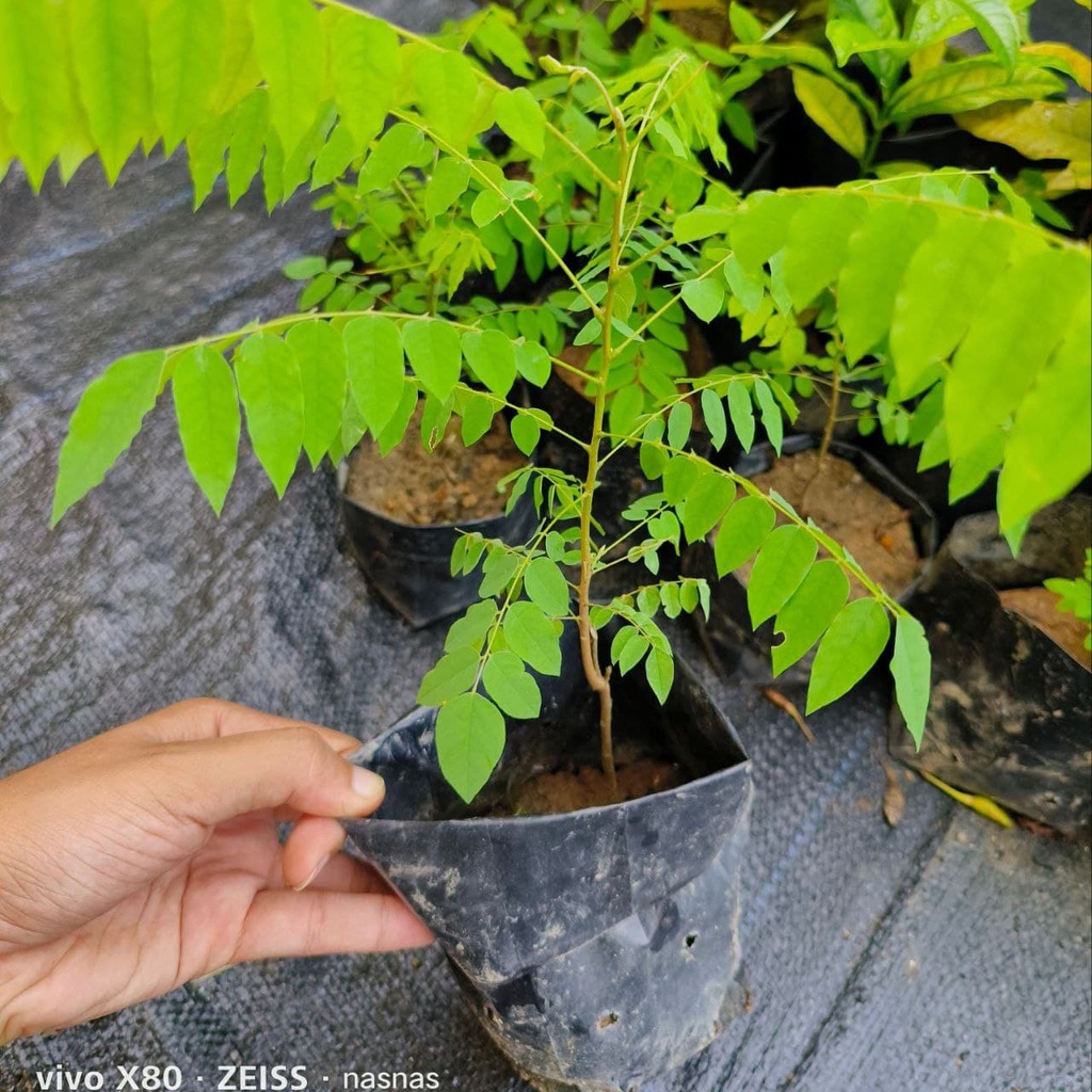 Pokok Belimbing Buluh dalam Polybag / Live Plant | Shopee Malaysia