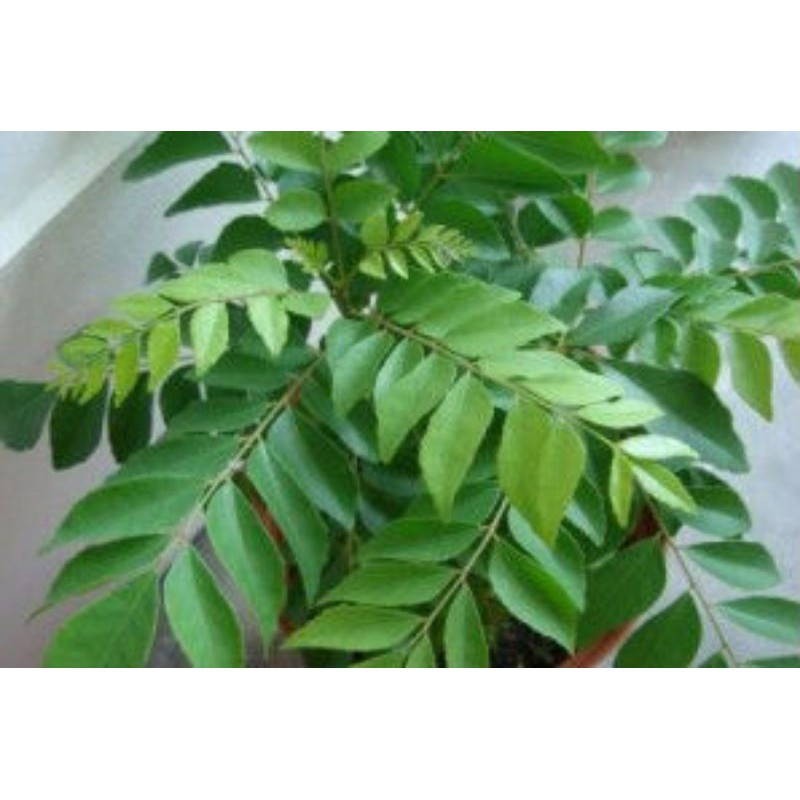 pokok kari/anak pokok kari | Shopee Malaysia