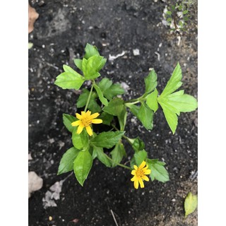 Berjaya Plant Nursery - Sphagneticola Trilobata/Wedelia(Pokok Bunga ...