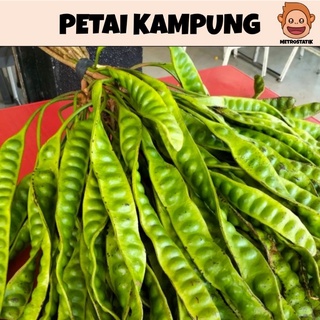 1 Papan Petai Padi Kampung Mata Kecil/Besar "Rawak" | Bitter Bean ...