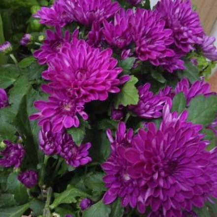 Anak Pokok Bunga Kekwa Ungu Purple Chrysanthemum Potted Plants Live ...