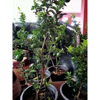 Pokok Limau Jepon Oren / Ready Stock | Shopee Malaysia