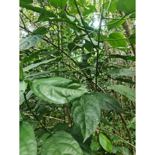 daun salang pucuk daun salang segar baru kutip fresh and new 500 gram ...