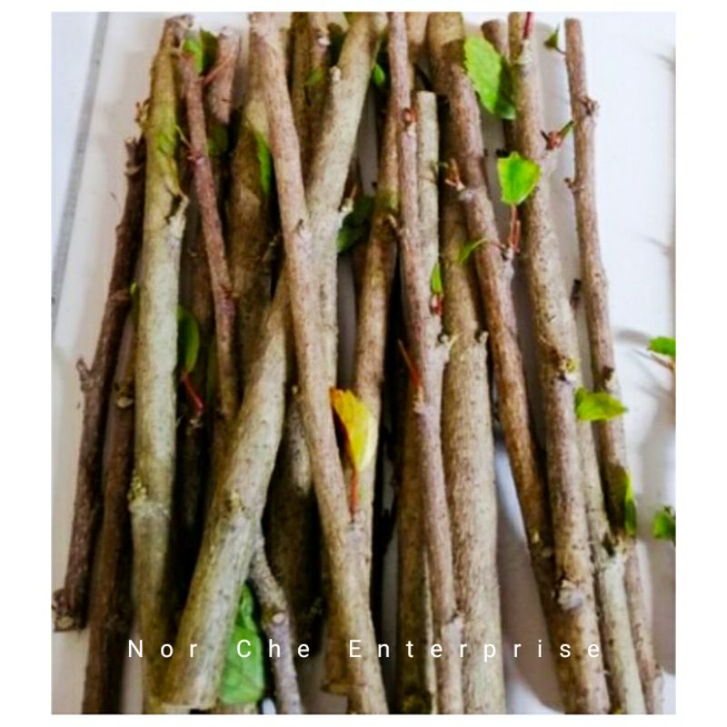 FREE / PERCUMA / NOT FOR SALE Keratan Batang Pokok Bunga Raya Pelbagai ...