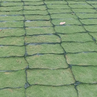 Rumput Carpet Hidup / Rumput Japanese / Filipina Grass / Rumput Mutiara ...