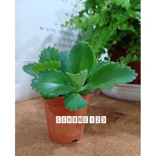 Daun Setawar Mother of Thousands Succulent Bryophyllum Pinnatum ...