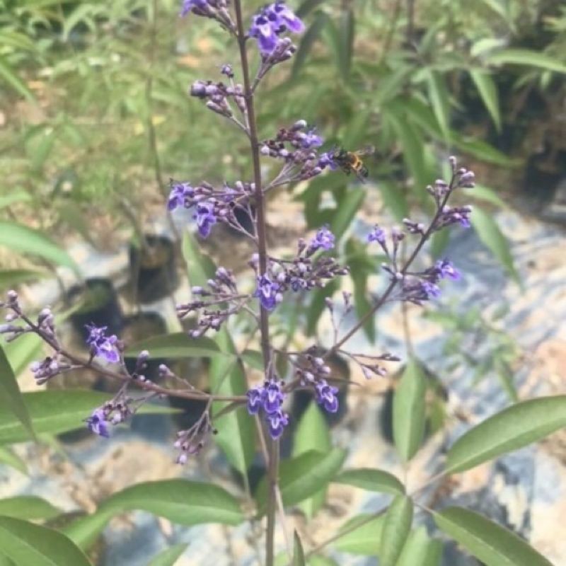 Pokok Lemuni herba dan sayuran ungu putih hitam | Shopee Malaysia