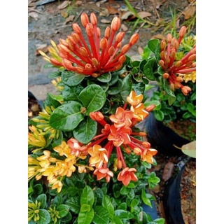 Pokok Bunga Ixora Thai Ixora Maui Red ixora oren merah kuning pokok ...