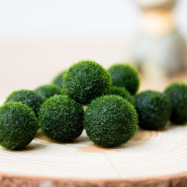 Marimo Algae (moss ball) | Shopee Malaysia