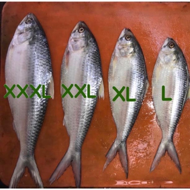 IKAN TERUBUK MASIN SARAWAK VIRAL LOCAL ORIGINAL | Shopee Malaysia