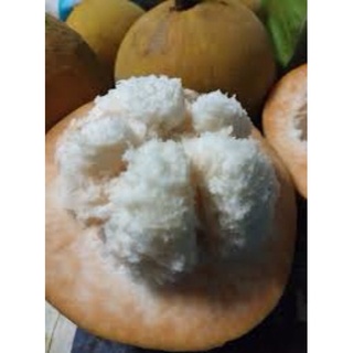 Buah Setoi Setoi 1 kg | Shopee Malaysia