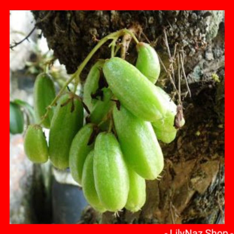 Anak Pokok Belimbing Buluh/ Sambal Hitam/ Ulam/Jus(Murah2) | Shopee ...