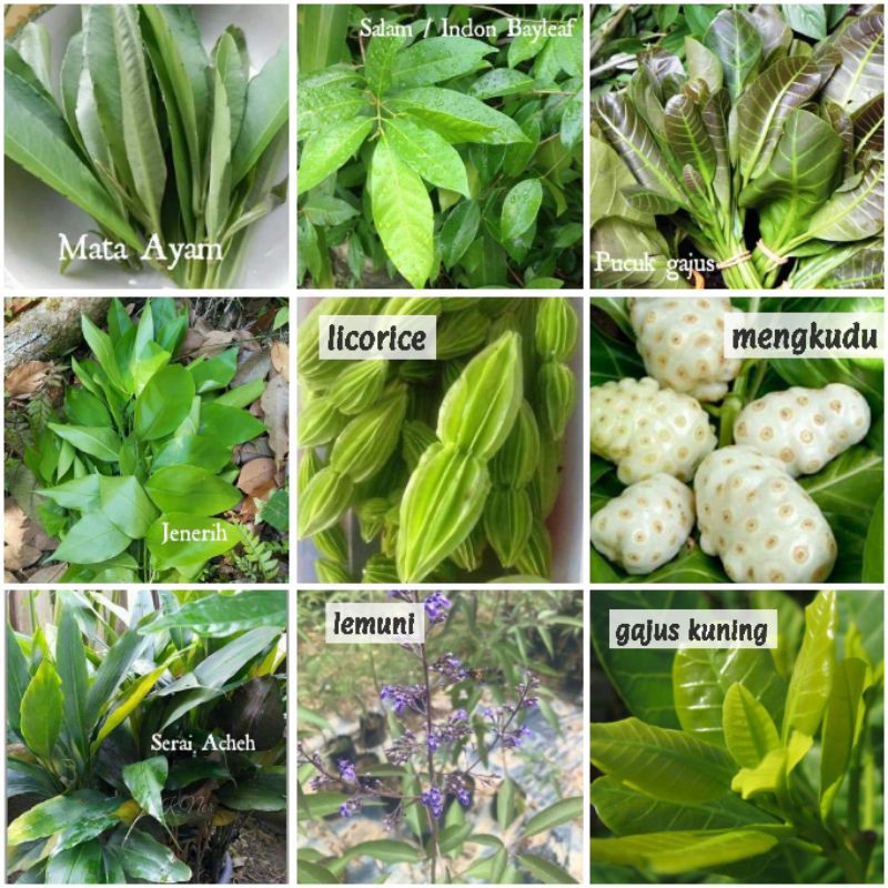 Part 1 Ulam Mengkudu Pandan Wangi Jenerih Licorice lemak ketam cha em ...