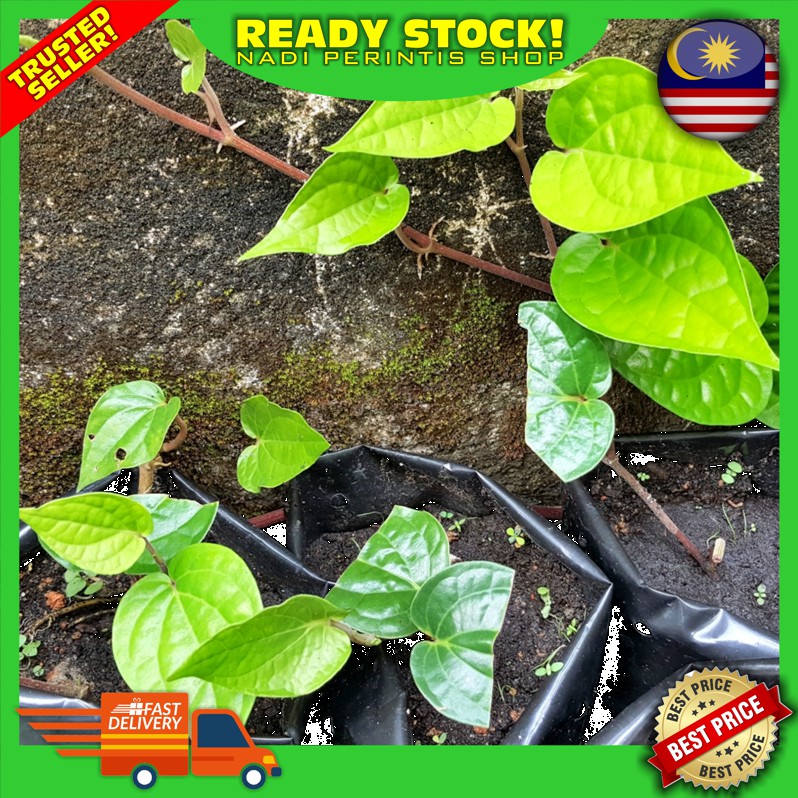 ANAK POKOK SIRIH / SIREH KAMPUNG (BATANG / URAT MERAH) | Shopee Malaysia