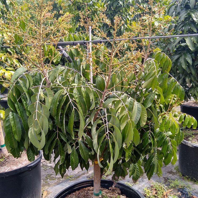 Buah Kristal / Matoa Fruit (Pometia pinnata) - Pokok Hidup / Live Plant ...