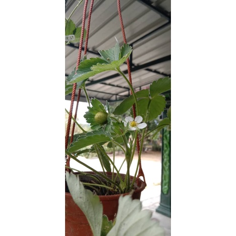 Pokok Strawberry CSC - California Sweet Charlie | Shopee Malaysia