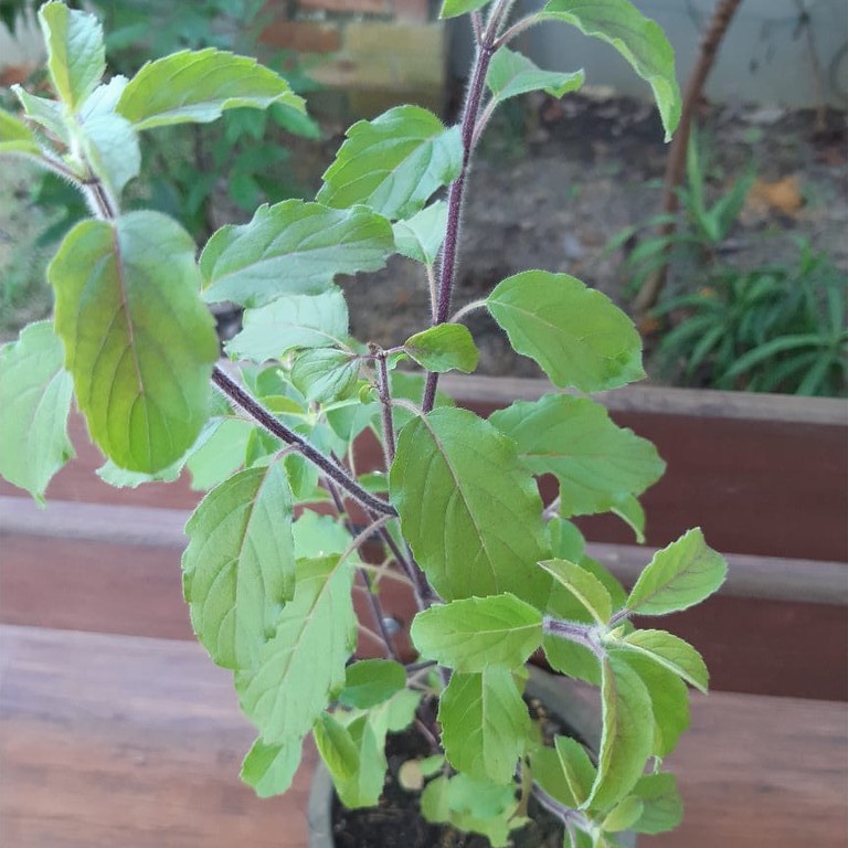 [TO KLANG VALLEY ONLY] Varieti Selasih / Basil Varieties - Pokok Hidup ...