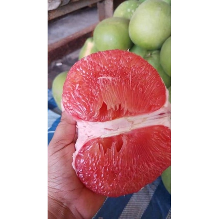 Pokok Limau Bali Merah | Shopee Malaysia