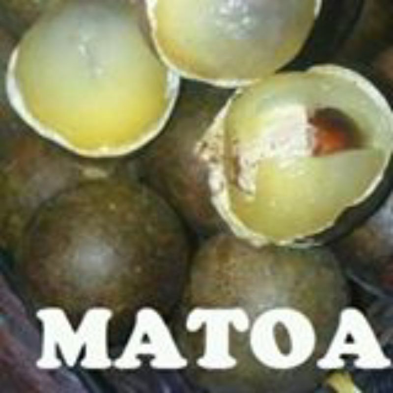 Pokok Matoa/Longan Brazil/Kristal | Shopee Malaysia