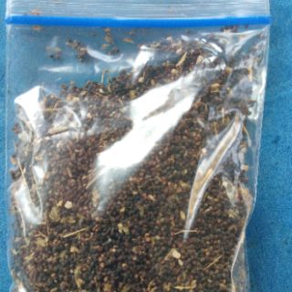 Benih 20 gram pokok maman original moncheh | Shopee Malaysia