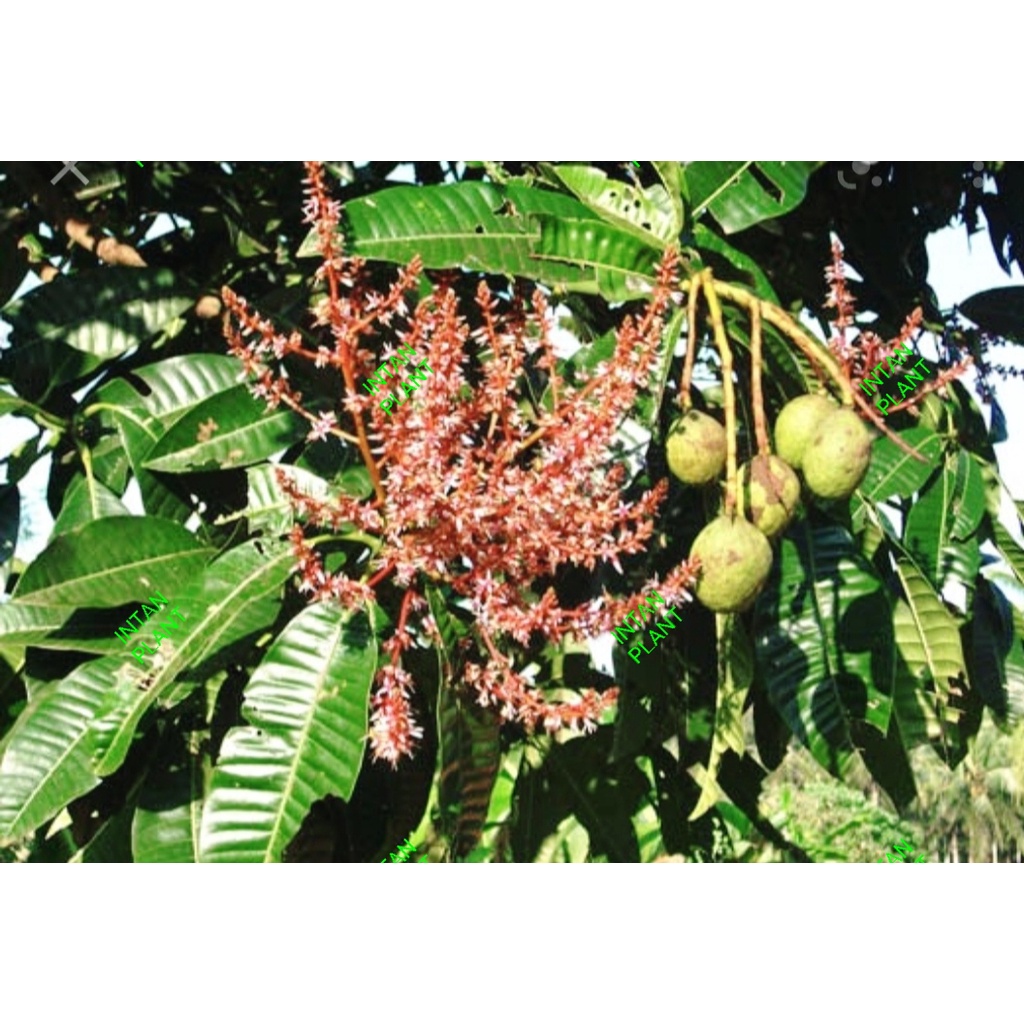 ANAK POKOK KUINI / KONEN / KUINING / MANGIFRA ODORATA / 女王树 / 桂宁树 ...
