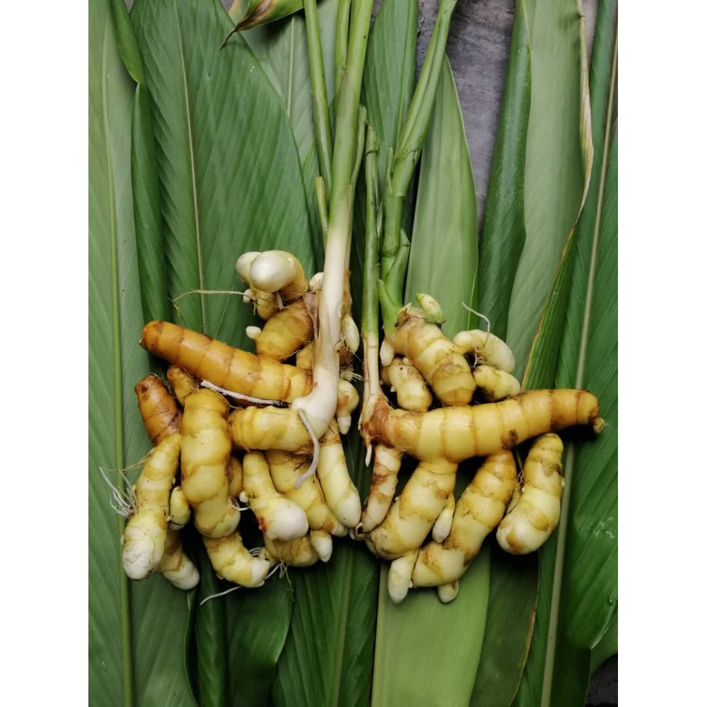 TEMU LAWAK / BENIH TEMU LAWAK / UBI TEMU LAWAK / POKOK TEMU LAWAK ...