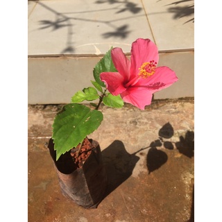 Anak Bunga Raya Pink Hibiscus Flower | Shopee Malaysia