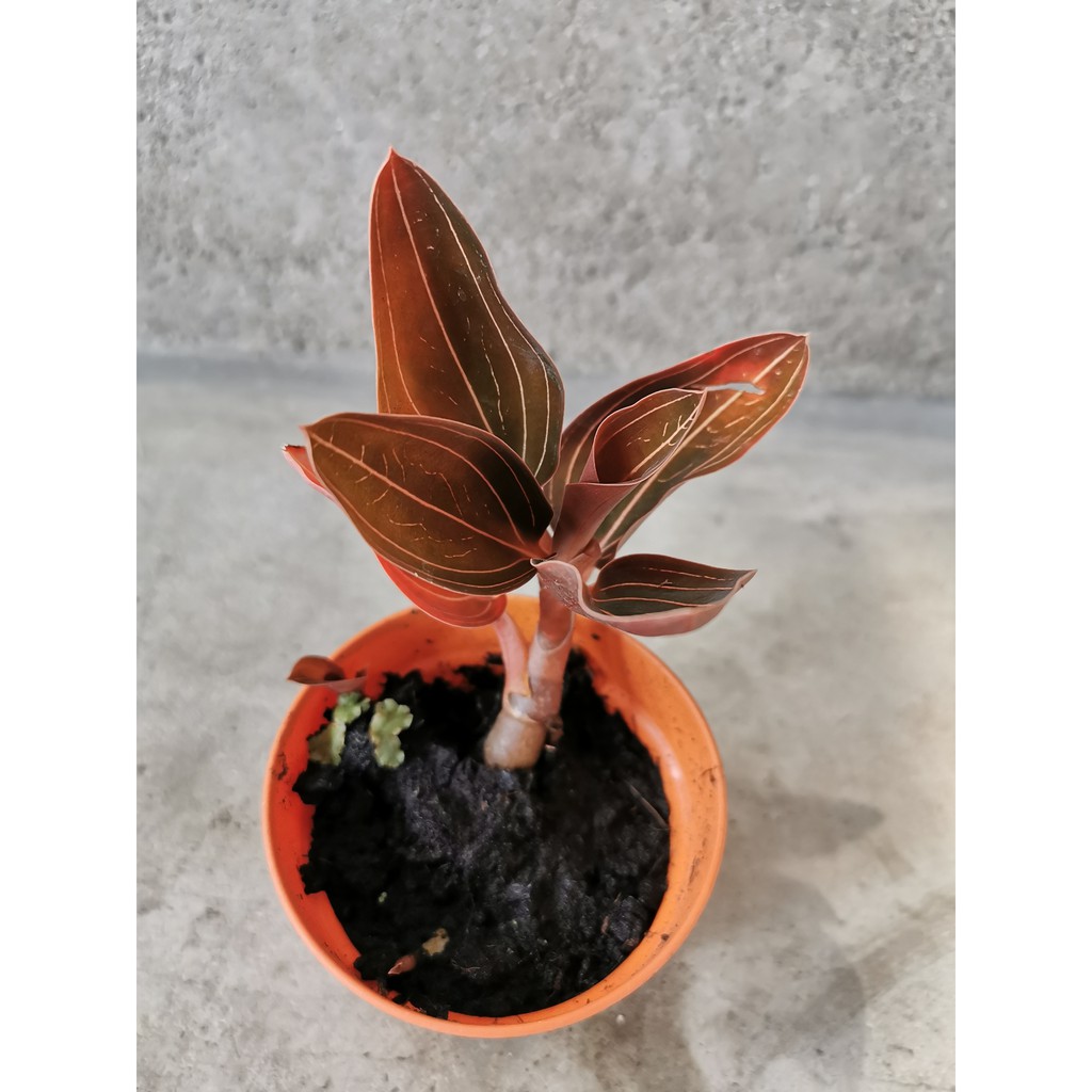 {Palace Rose Nursery} Live Plant - Ludisia Discolor 8.5cm pot size ...