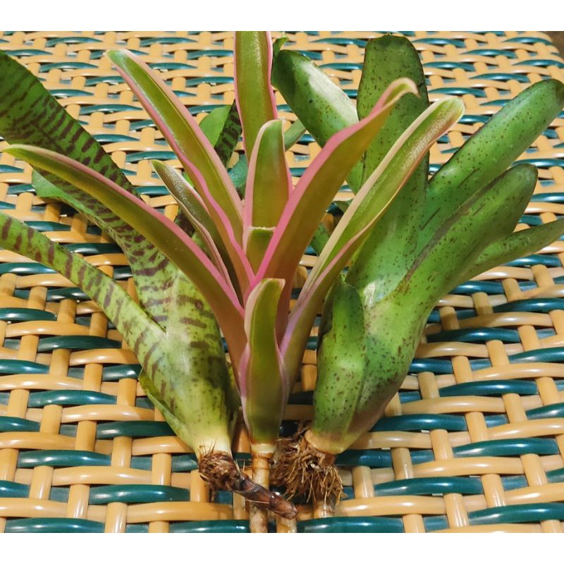 Mini Bromeliads (Combo Set of 3) | Shopee Malaysia