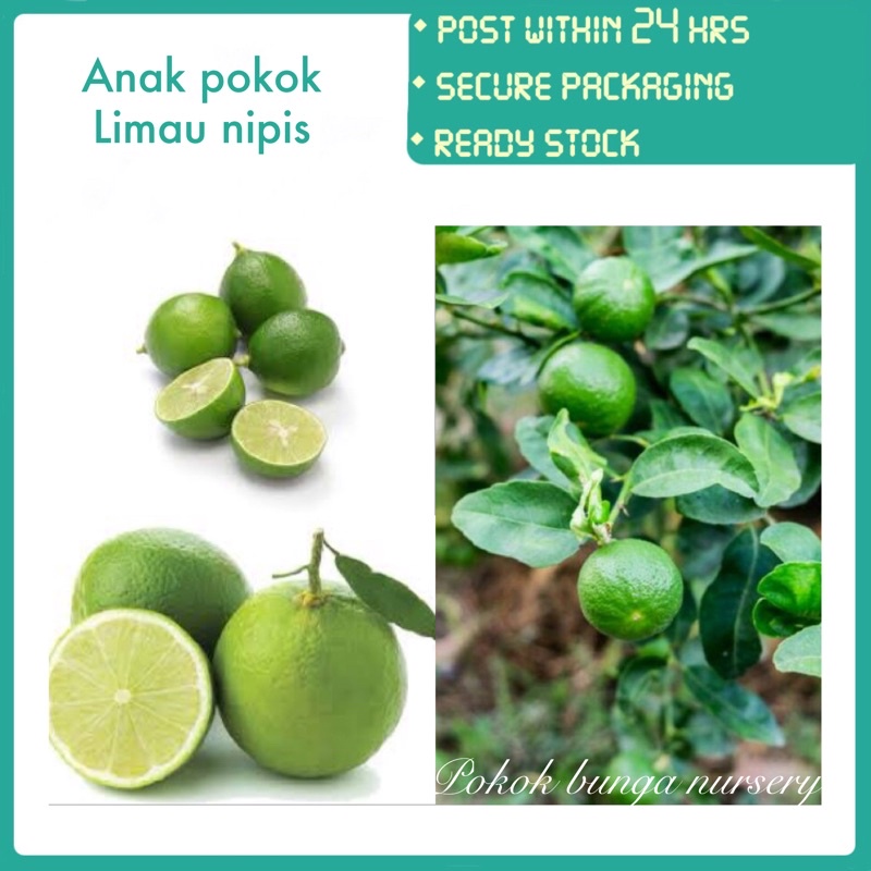 PBN - anak pokok limau nipis - pokok bunga nursery key lime citrus ...