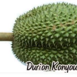 Pokok durian Kanyou D158/tangkai panjang | Shopee Malaysia