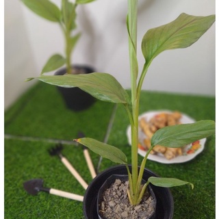 Temu Pauh / Pokok Temu Pauh / Temu mangga / Pokok Temu Mangga / Temu ...