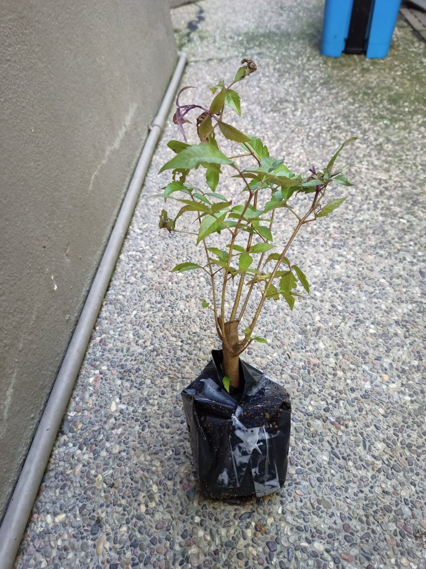 Anak Pokok Lemuni ( Poli Bag ) | Shopee Malaysia